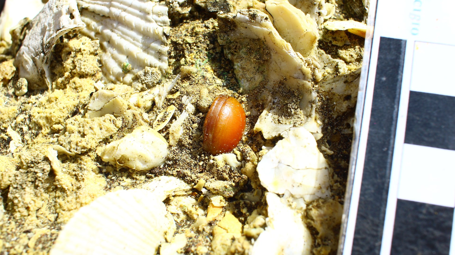 AZSS – Azores Summer School in Marine Island (Palaeo)Biogeography